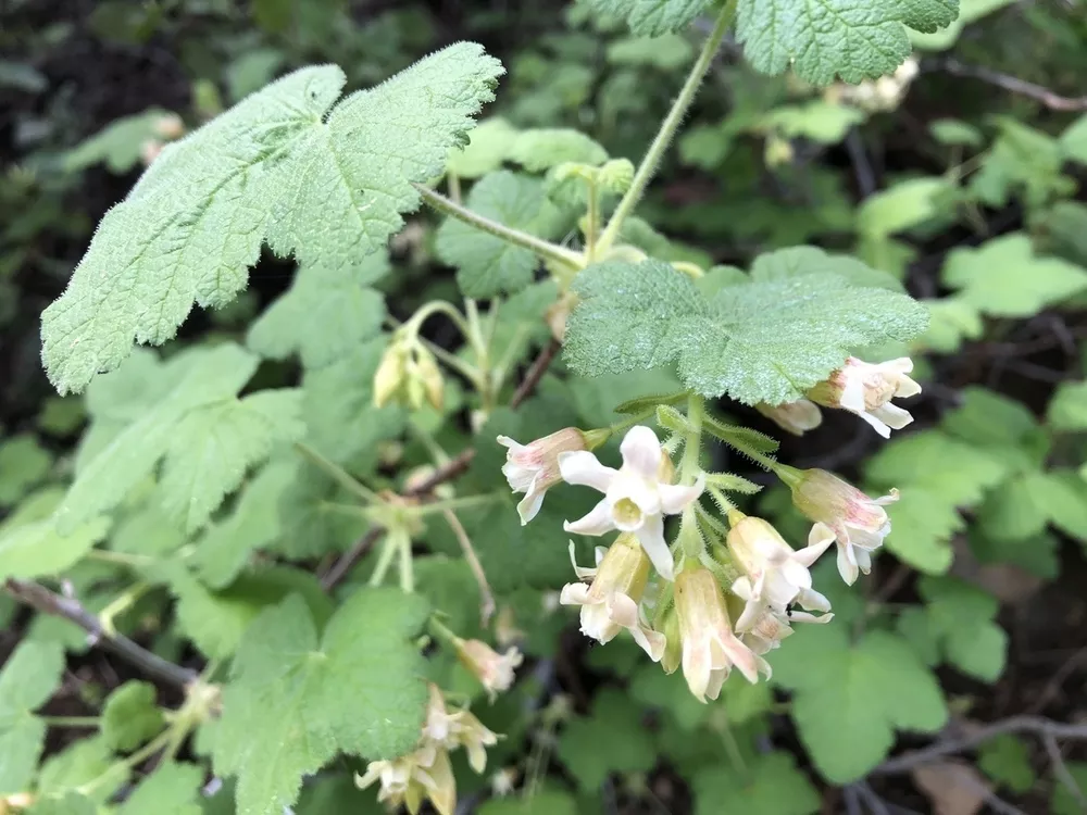 Ribes viscosissimum (Sticky currant) | Humboldt Life | Lost Coast ...