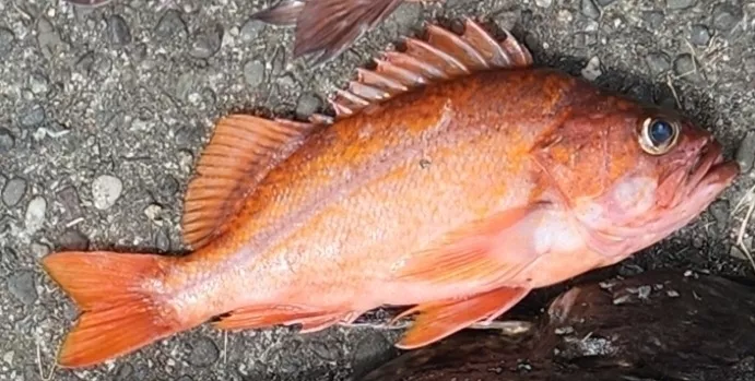 Sebastes pinniger (Canary rockfish) | Humboldt Life | Lost Coast ...
