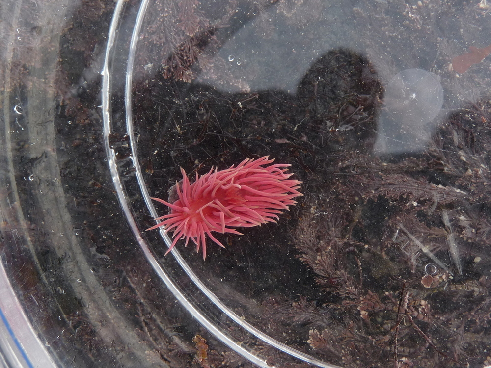 Okenia rosacea (Hopkins' rose) | Humboldt Life | Lost Coast Outpost ...