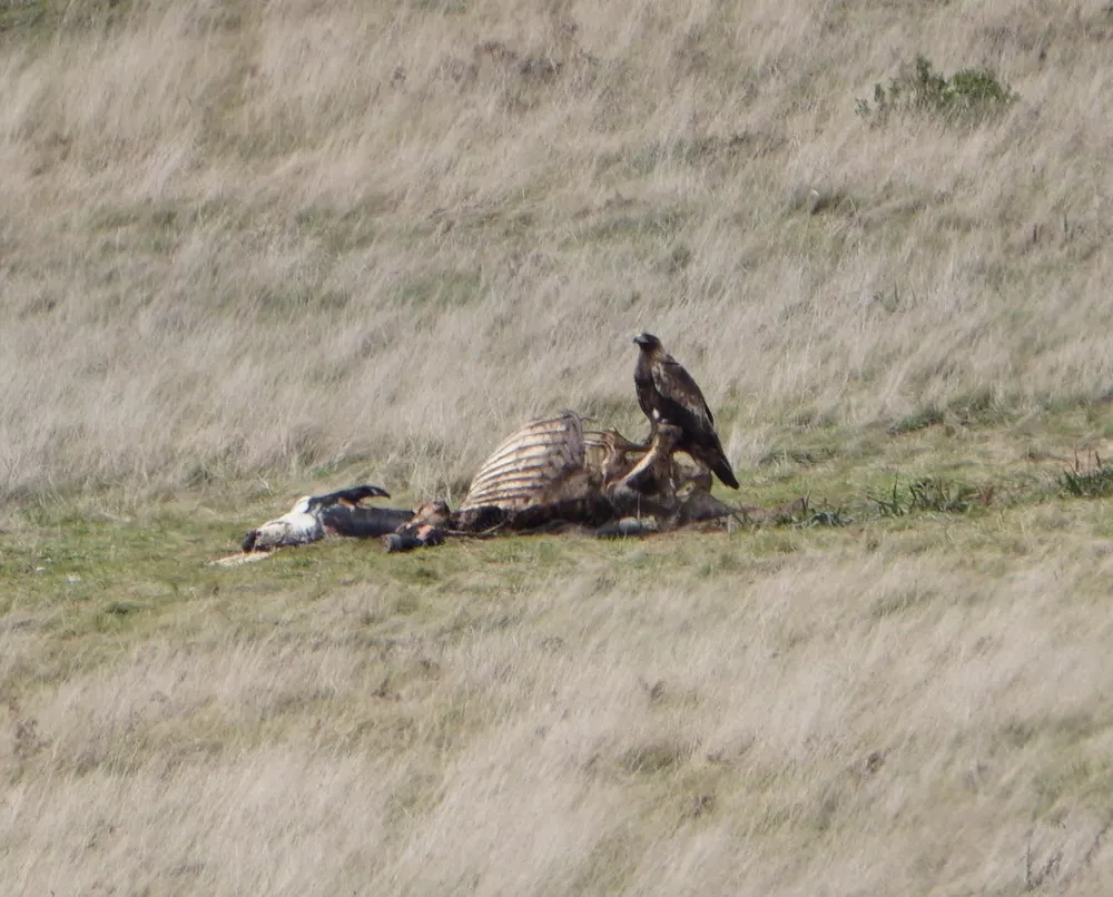 Aquila chrysaetos (Golden eagle) | Humboldt Life | Lost Coast Outpost ...