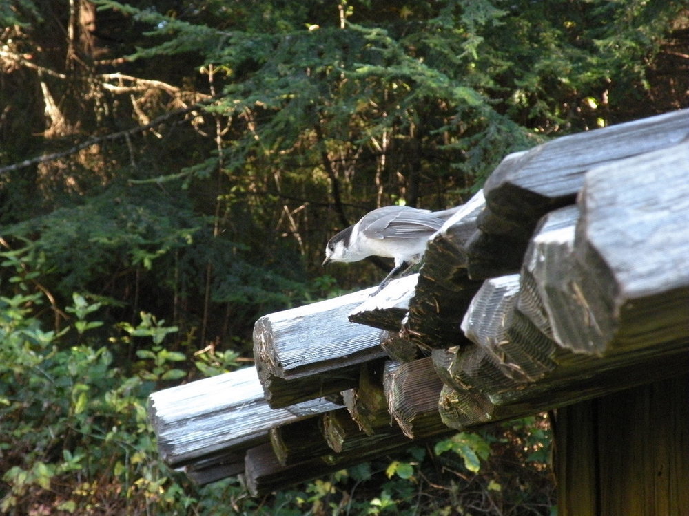 Perisoreus canadensis (Canada jay) | Humboldt Life | Lost Coast Outpost ...