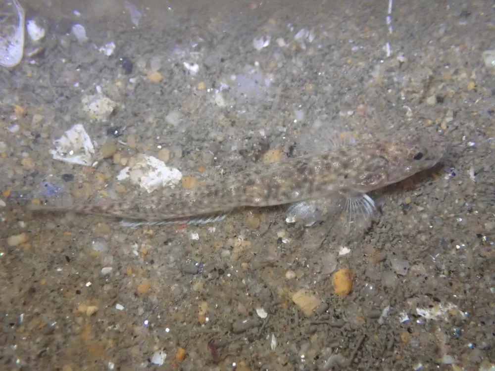 Actinopterygii (Ray-finned fishes) | Humboldt Life | Lost Coast Outpost ...