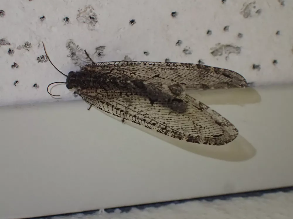Ithonidae (Giant and moth lacewings) | Humboldt Life | Lost Coast ...