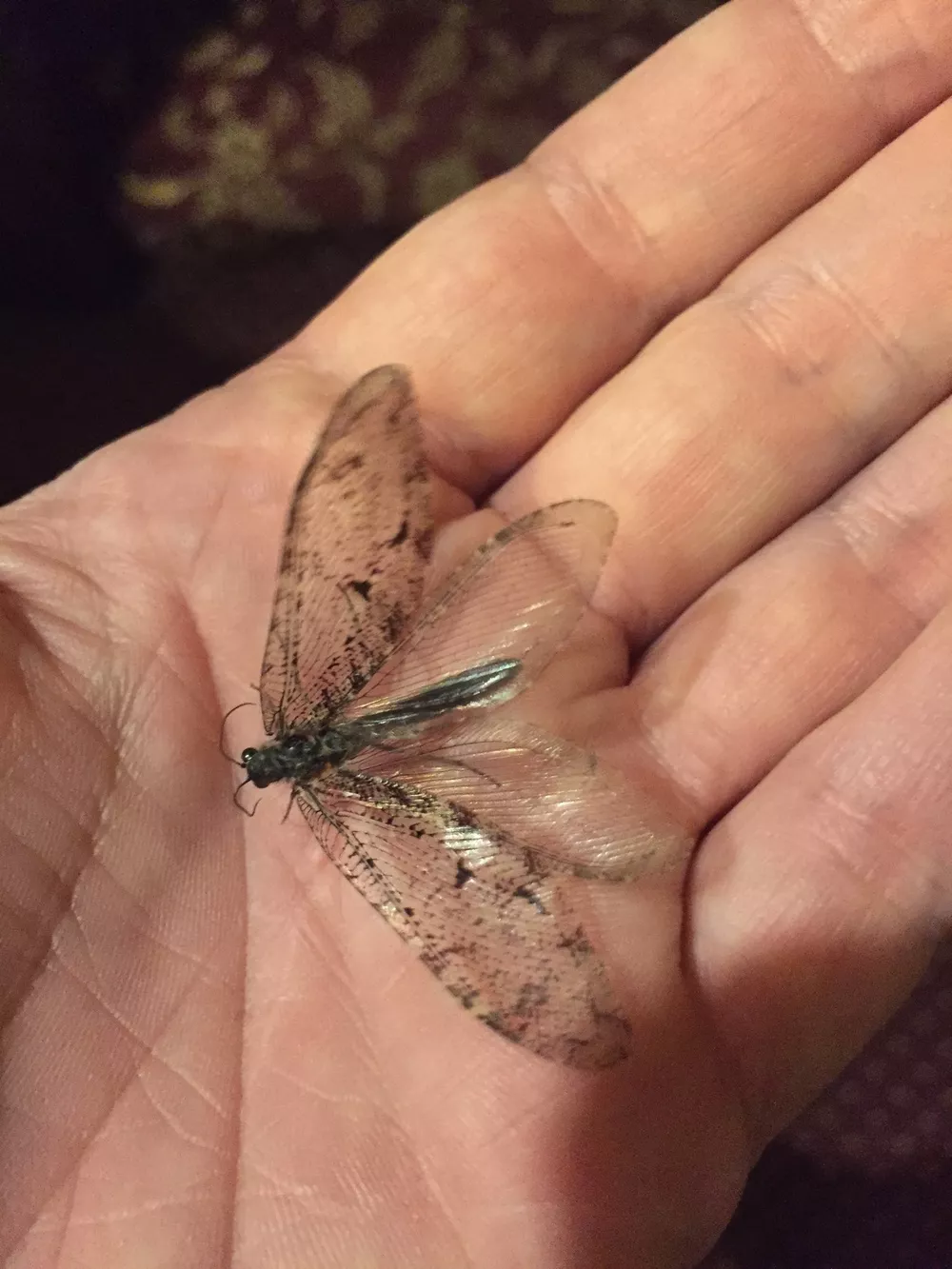 Ithonidae (Giant and moth lacewings) | Humboldt Life | Lost Coast ...