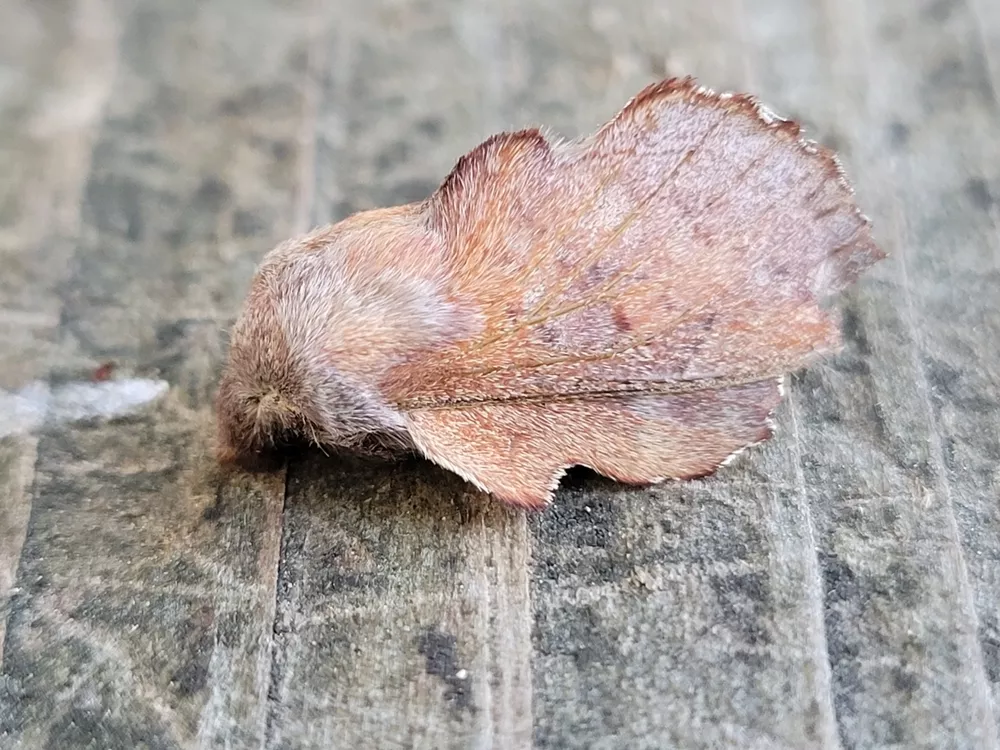 Phyllodesma americana (American lappet moth) | Humboldt Life | Lost ...