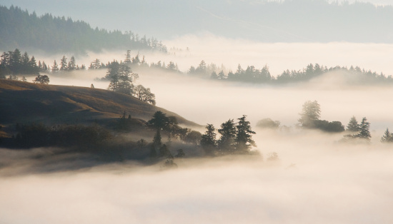 A Humboldt Fog - Redheaded Blackbelt