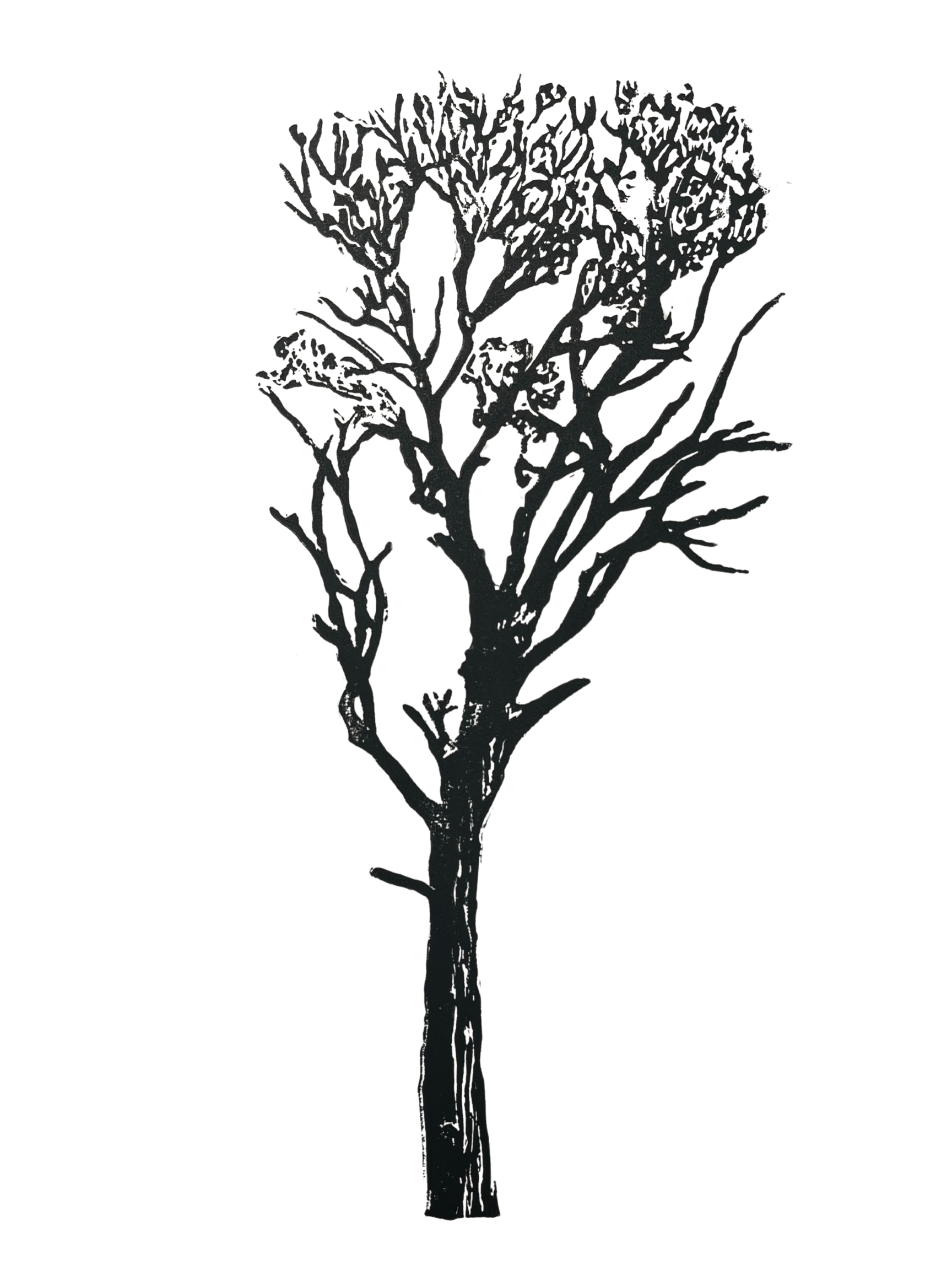 New Moon Seed Planting | Lost Coast Outpost | Humboldt County News